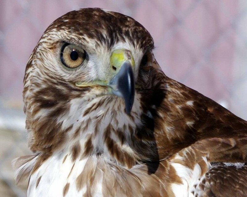 How Much Weight Can a Hawk Pick Up? More than You Think!