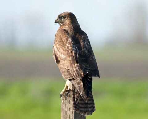 How Much Weight Can a Hawk Pick Up? More than You Think!
