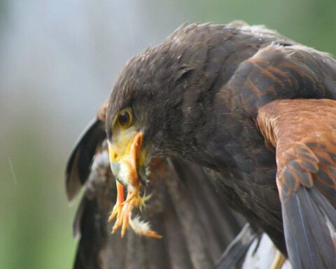 How Much Weight Can a Hawk Pick Up? More than You Think!