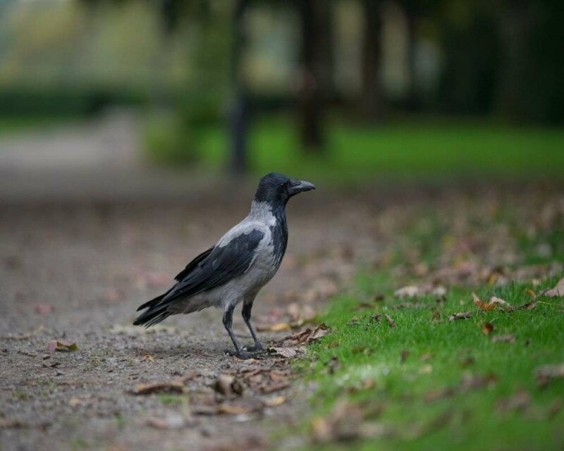 How To Befriend a Crow? It Can Be a Human's Best Friend!