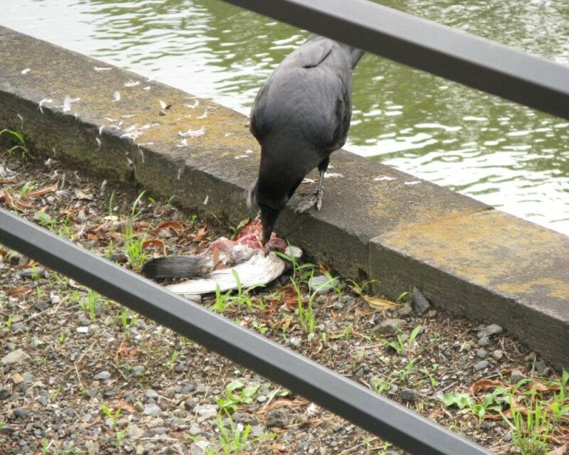 How To Befriend a Crow? It Can Be a Human's Best Friend!