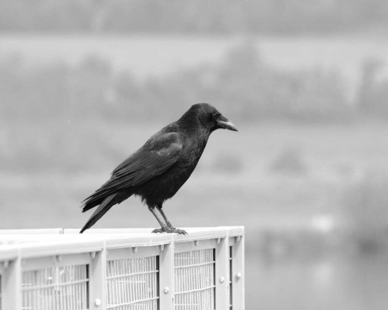 How To Befriend a Crow? It Can Be a Human's Best Friend!
