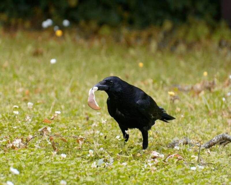 How To Befriend a Crow? It Can Be a Human's Best Friend!