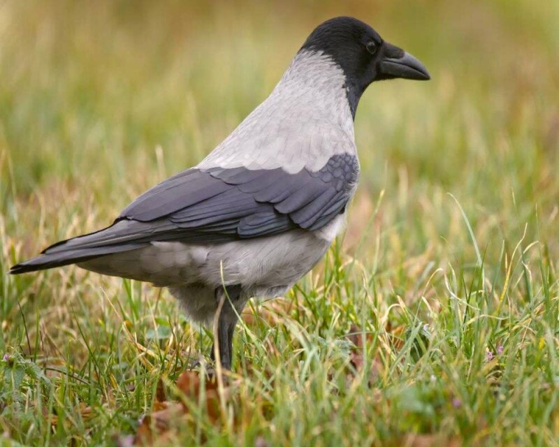 How To Befriend a Crow? It Can Be a Human's Best Friend!