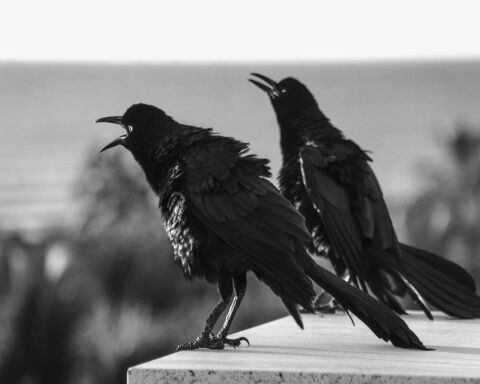 How To Befriend a Crow? It Can Be a Human's Best Friend!