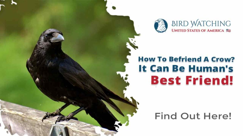 How To Befriend a Crow? It Can Be a Human's Best Friend!