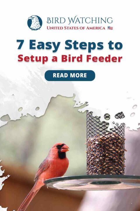 7 Simple Steps to Help You Setup a Bird Feeder Including Pictures and ...