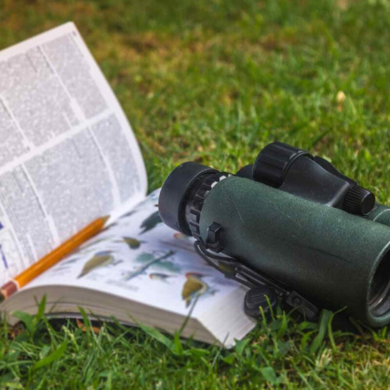 How to Start Bird Watching? A Fantastic Guide for An Enthralling ...