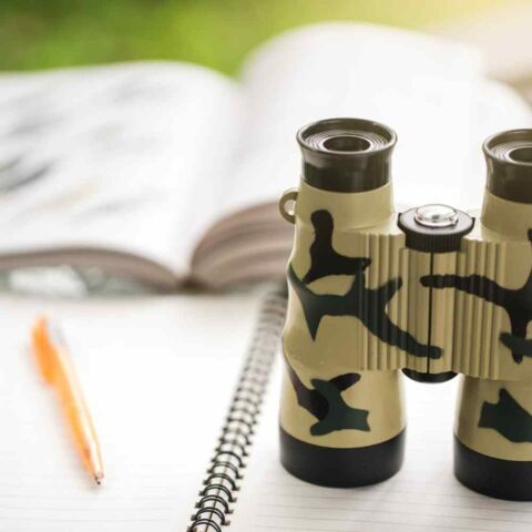 How to Start Bird Watching? A Fantastic Guide for An Enthralling ...