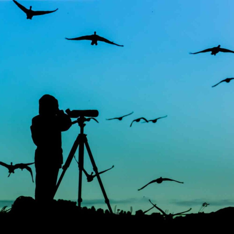 How to Start Bird Watching? A Fantastic Guide for An Enthralling ...