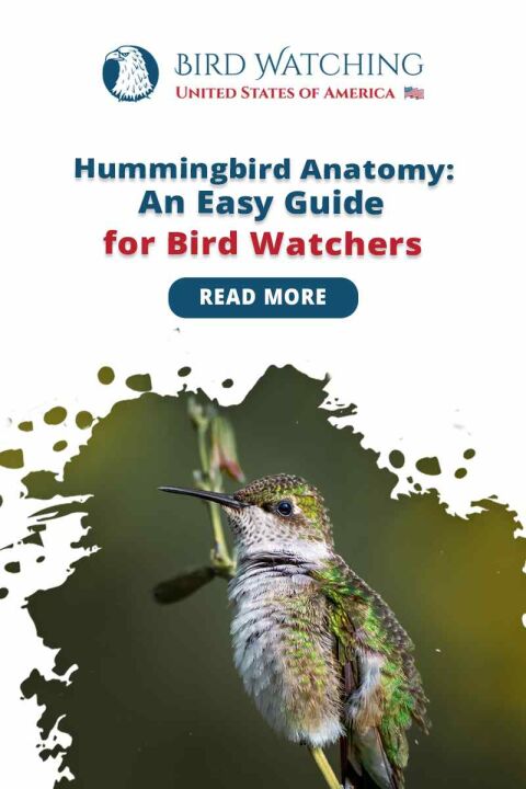 Hummingbird Anatomy - An Easy Guide for Bird Watchers