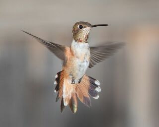Hummingbird Anatomy - An Easy Guide for Bird Watchers