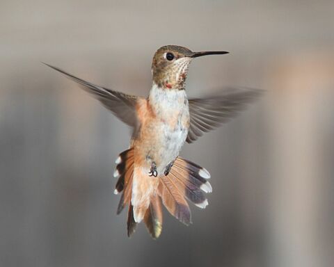 Hummingbird Anatomy - An Easy Guide for Bird Watchers