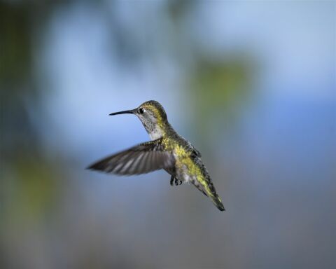 Hummingbird Anatomy - An Easy Guide for Bird Watchers