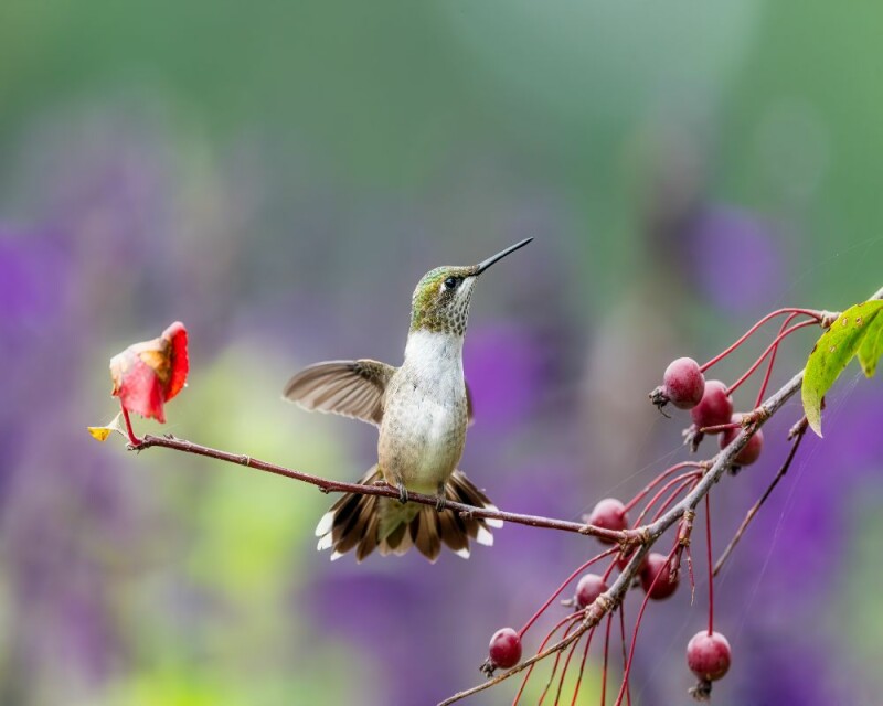Hummingbird Anatomy - An Easy Guide for Bird Watchers