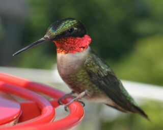 Hummingbird Anatomy - An Easy Guide for Bird Watchers