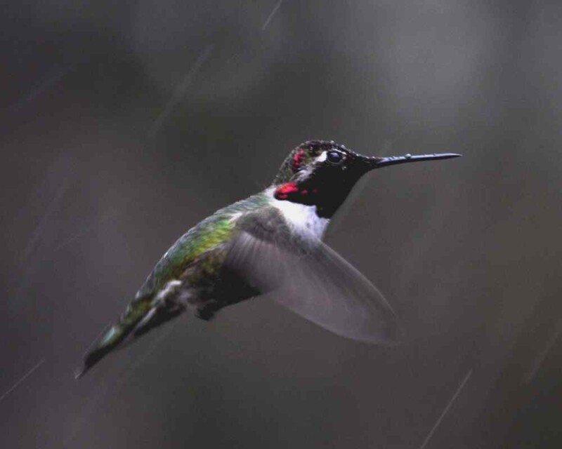 Can You Keep A Hummingbird As A Pet? It's A $200,000 Fine