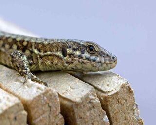 Hummingbird Hunters – List Of All 18 Hummingbird Predators