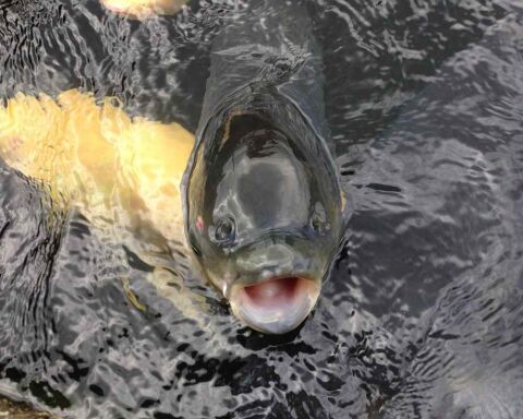 Hummingbird Hunters – List Of All 18 Hummingbird Predators