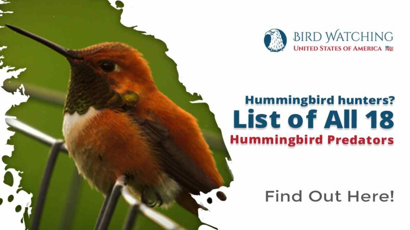 Hummingbird Hunters – List Of All 18 Hummingbird Predators