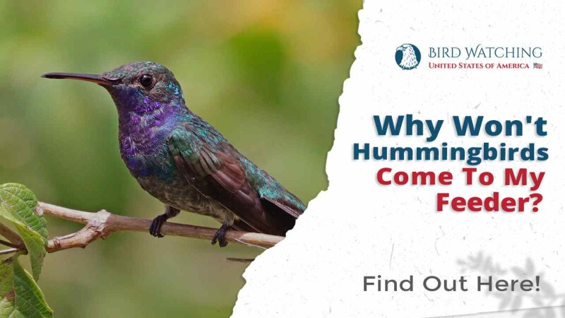 Do Hummingbirds Stop Flying? They Do, But They Don't Die!