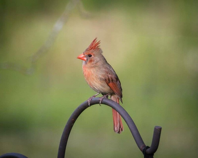 What Does a Juvenile Cardinal Look Like? & Interesting FAQs
