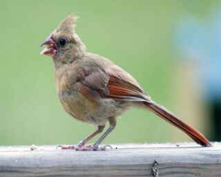 What Does a Juvenile Cardinal Look Like? & Interesting FAQs