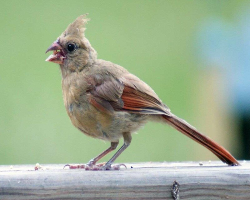 What Does a Juvenile Cardinal Look Like? & Interesting FAQs