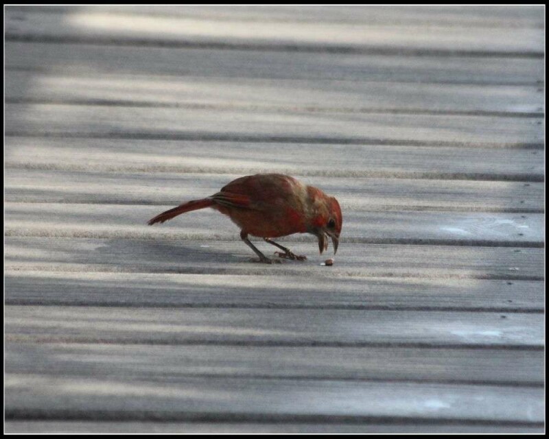 What Does A Juvenile Cardinal Look Like And Interesting Faqs