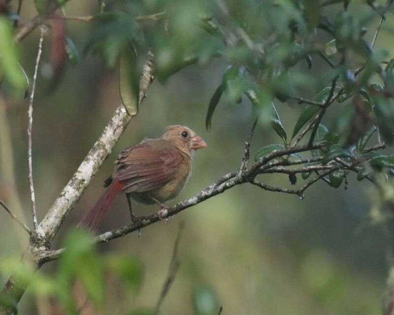 What Does a Juvenile Cardinal Look Like? & Interesting FAQs