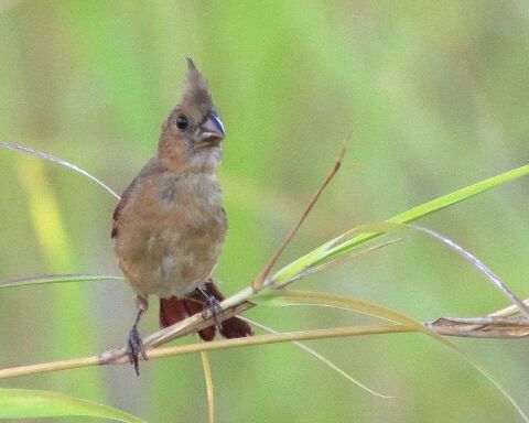 What Does a Juvenile Cardinal Look Like? & Interesting FAQs
