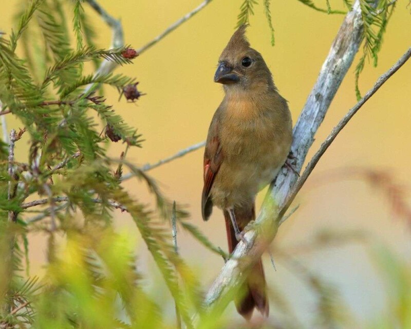 What Does a Juvenile Cardinal Look Like? & Interesting FAQs