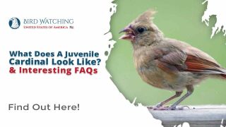 What Does a Juvenile Cardinal Look Like? & Interesting FAQs