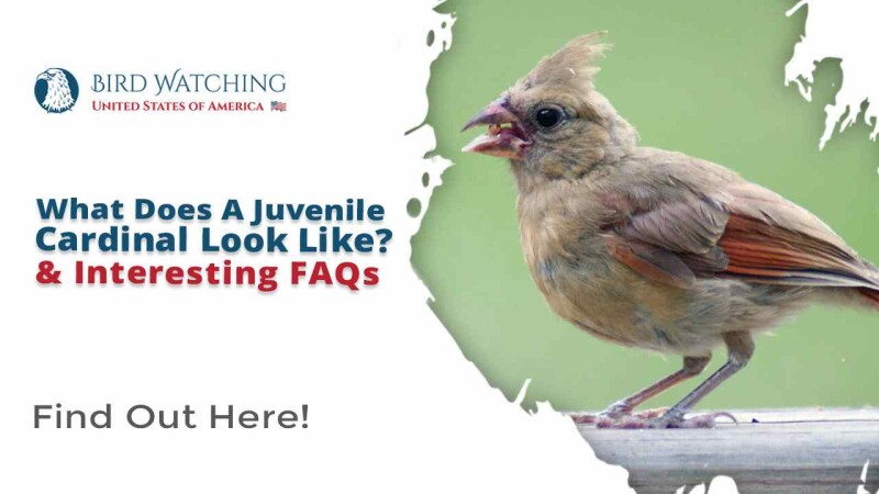 what-does-a-juvenile-cardinal-look-like-interesting-faqs