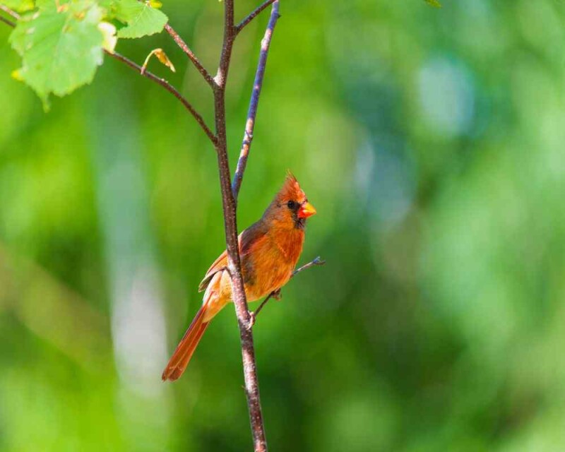 How To Keep Cardinals Away from Your Windows? 15 Tips!