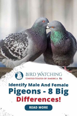 Identify Male and Female Pigeons - 8 Big Differences!