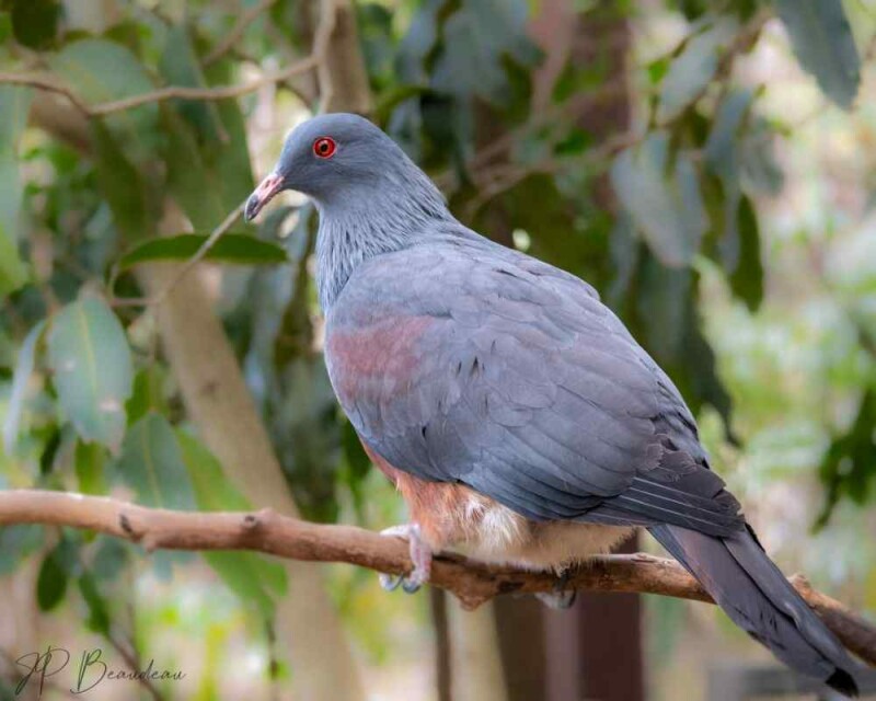 Identify Male and Female Pigeons - 8 Big Differences!