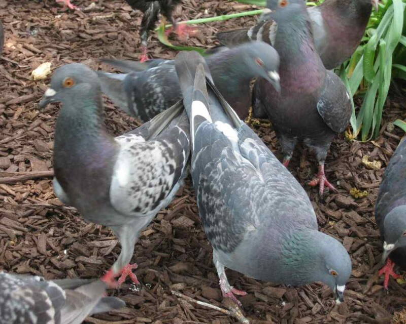 Identify Male and Female Pigeons - 8 Big Differences!