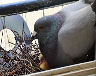 Identify Male and Female Pigeons - 8 Big Differences!