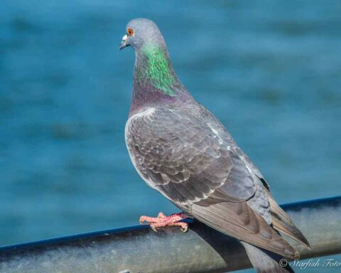 Identify Male and Female Pigeons - 8 Big Differences!