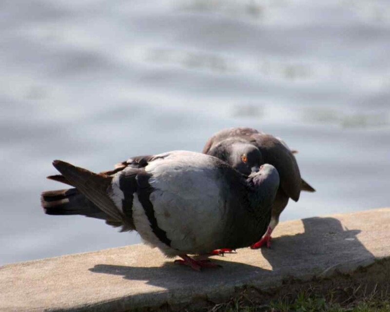 Identify Male and Female Pigeons - 8 Big Differences!