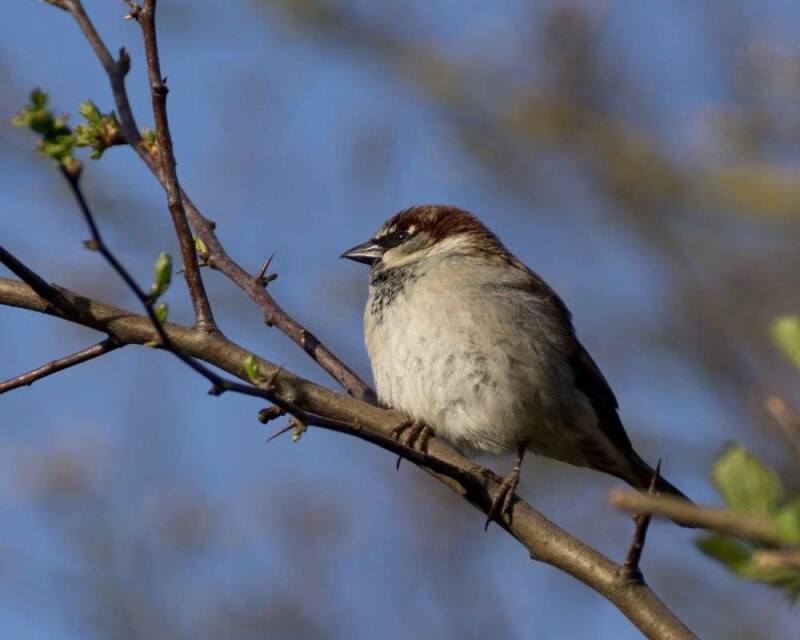 Identify Male and Female Sparrows: 7 Big Differences