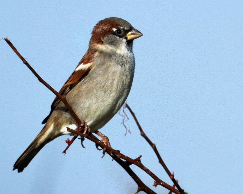 Identify Male and Female Sparrows: 7 Big Differences