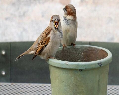 Identify Male and Female Sparrows: 7 Big Differences