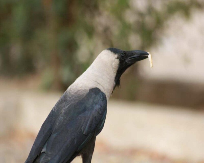 Have You Seen 2, 3, 4, 5, or 6 Crows? This Is What It Really Means!