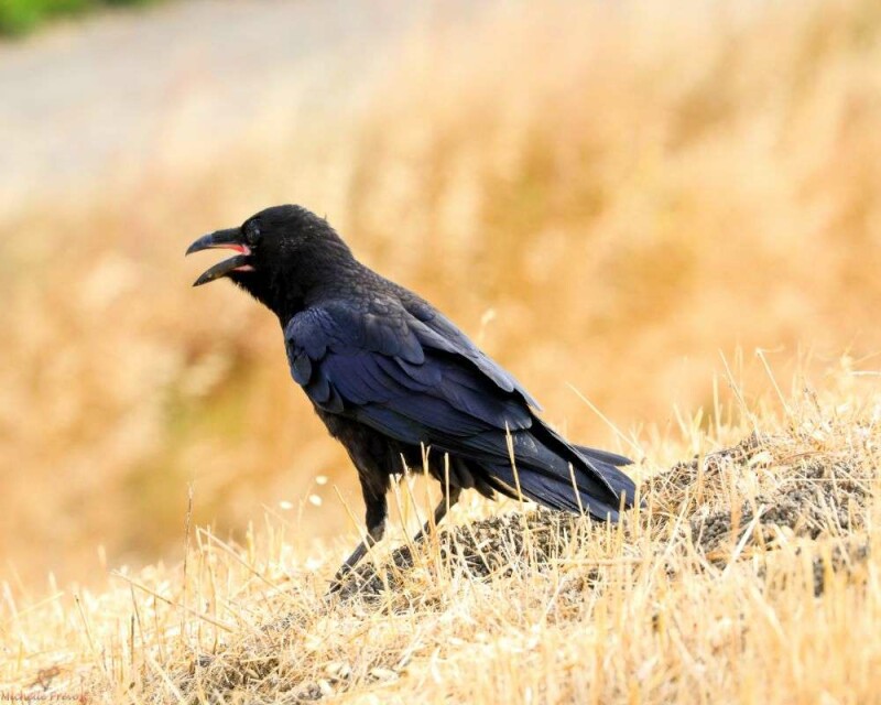 Have You Seen 2, 3, 4, 5, or 6 Crows? This Is What It Really Means!