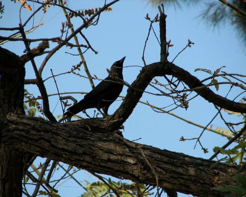 Have You Seen 2, 3, 4, 5, or 6 Crows? This Is What It Really Means!