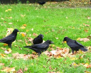 Have You Seen 2, 3, 4, 5, or 6 Crows? This Is What It Really Means!
