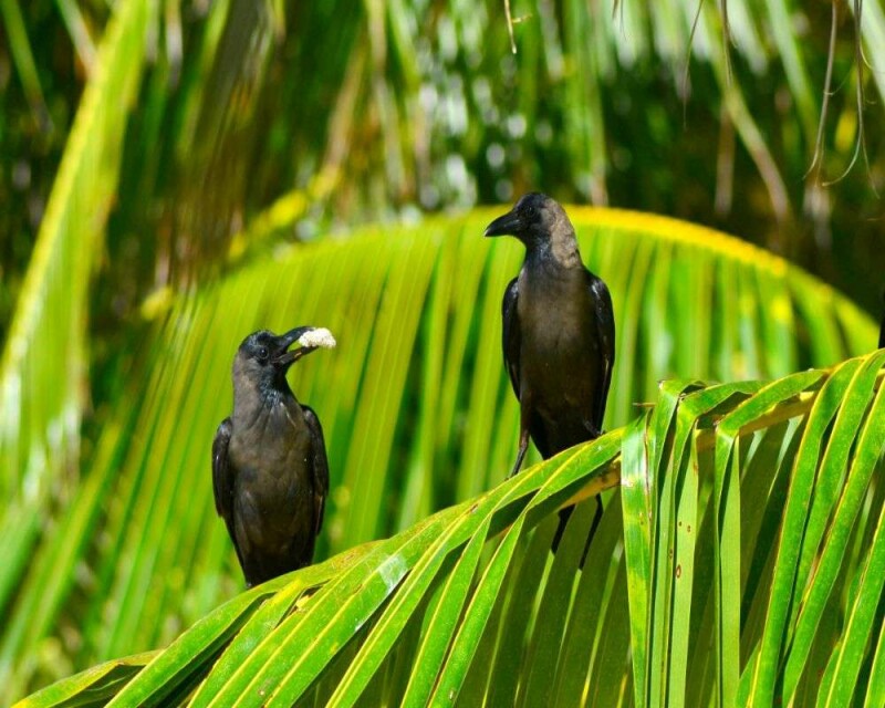 Have You Seen 2, 3, 4, 5, or 6 Crows? This Is What It Really Means!