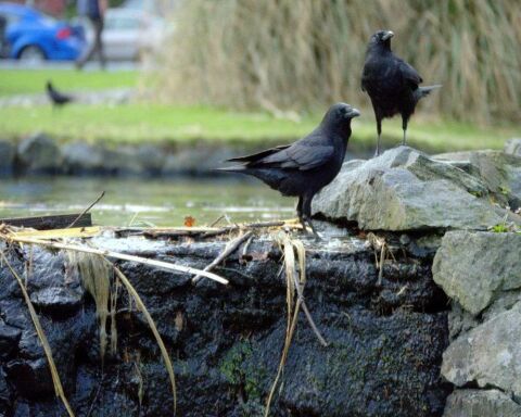 Have You Seen 2, 3, 4, 5, or 6 Crows? This Is What It Really Means!